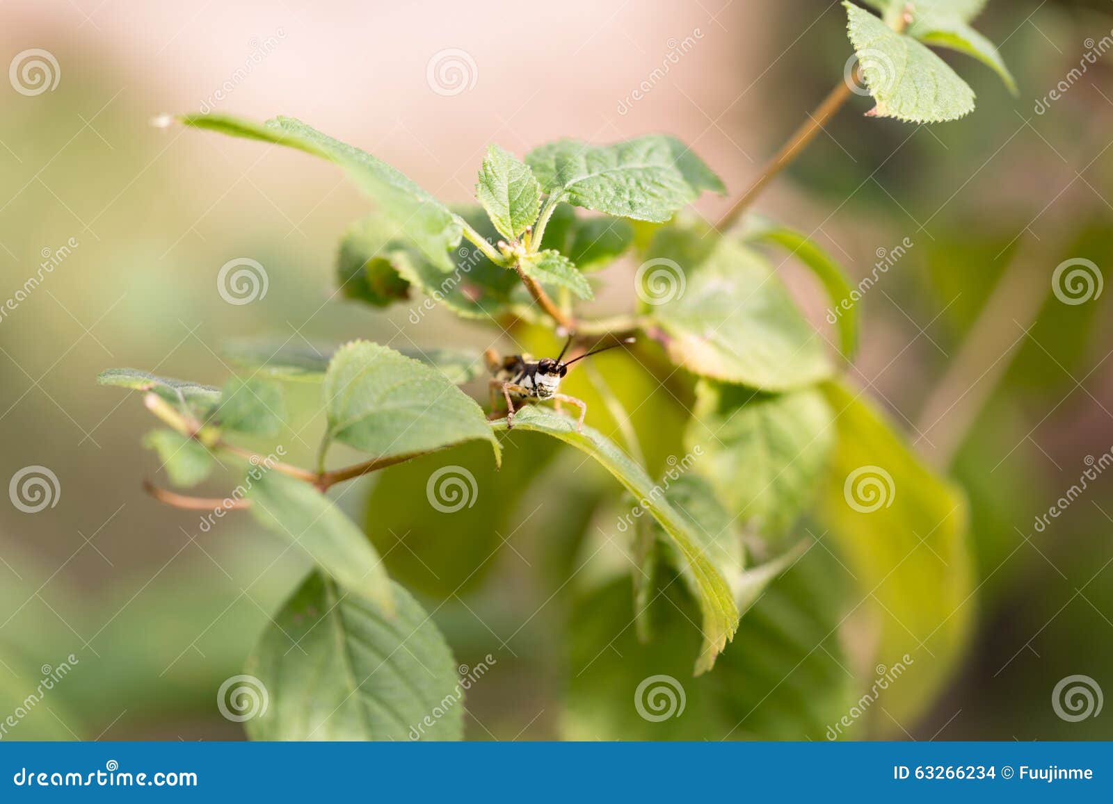 Locust stock photo. Image of brown, foot, leaf, head - 63266234