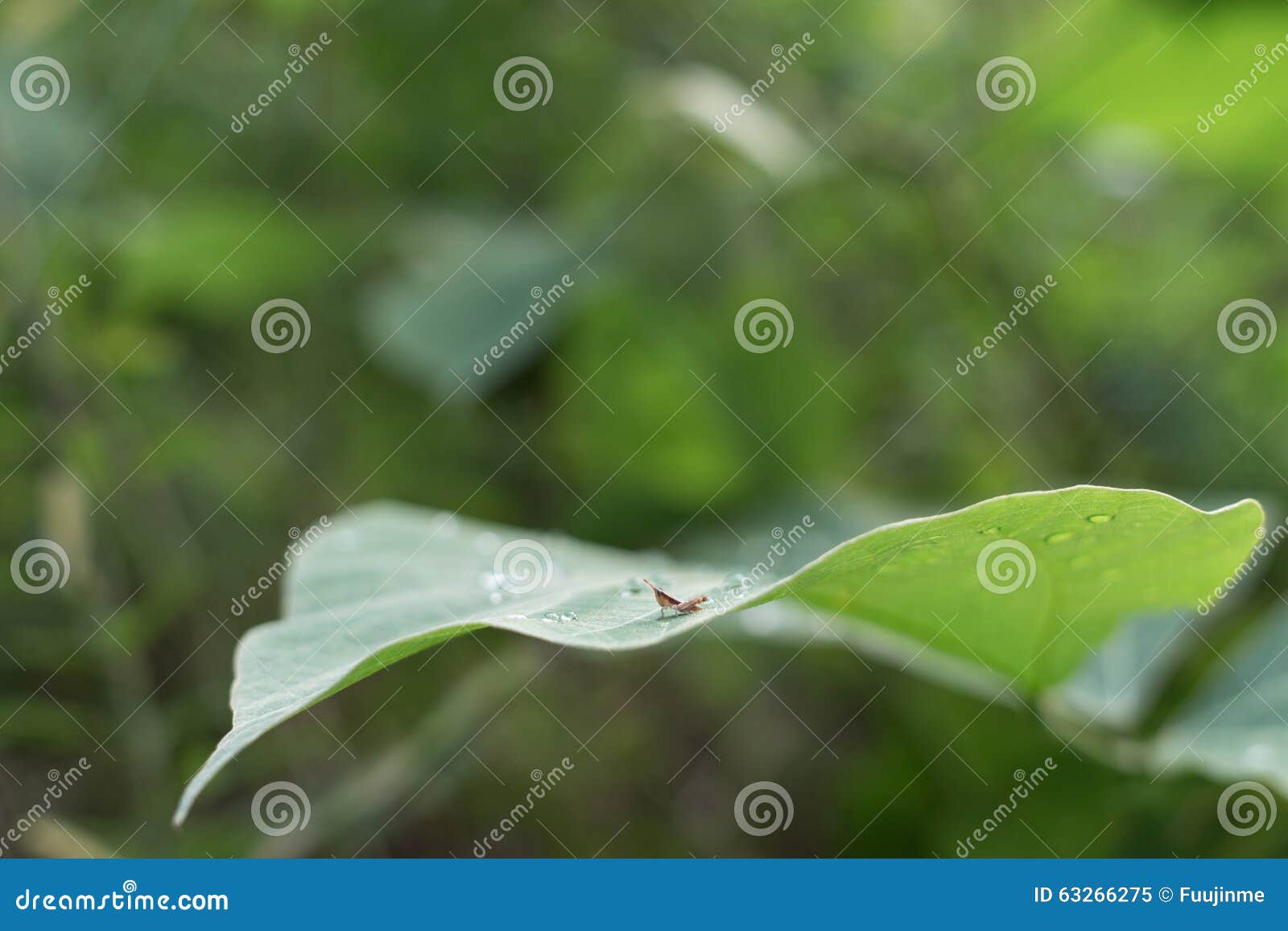 Locust stock image. Image of little, nature, background - 63266275