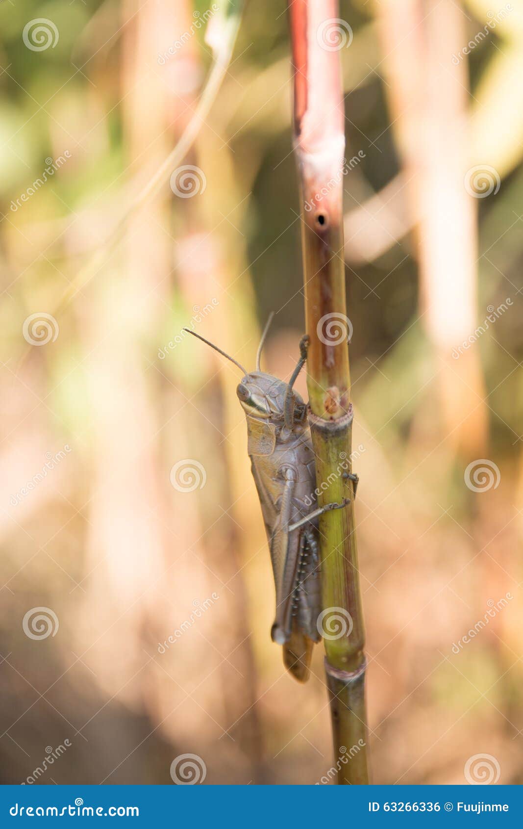 Locust stock photo. Image of beauty, beautiful, brown - 63266336