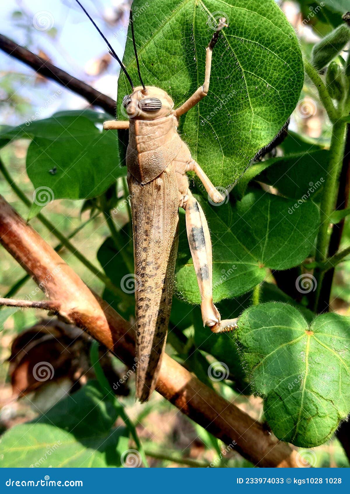Locust insects photography stock image. Image of locust - 233974033