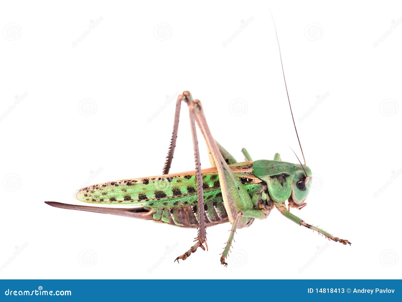 Locust Isolated on White Background Stock Image - Image of closeup ...