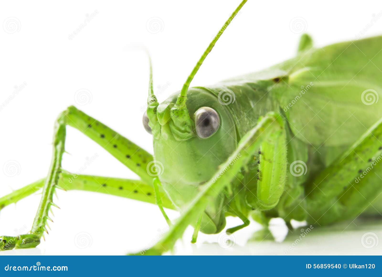 Locust Isolated on White Background Stock Photo - Image of white ...