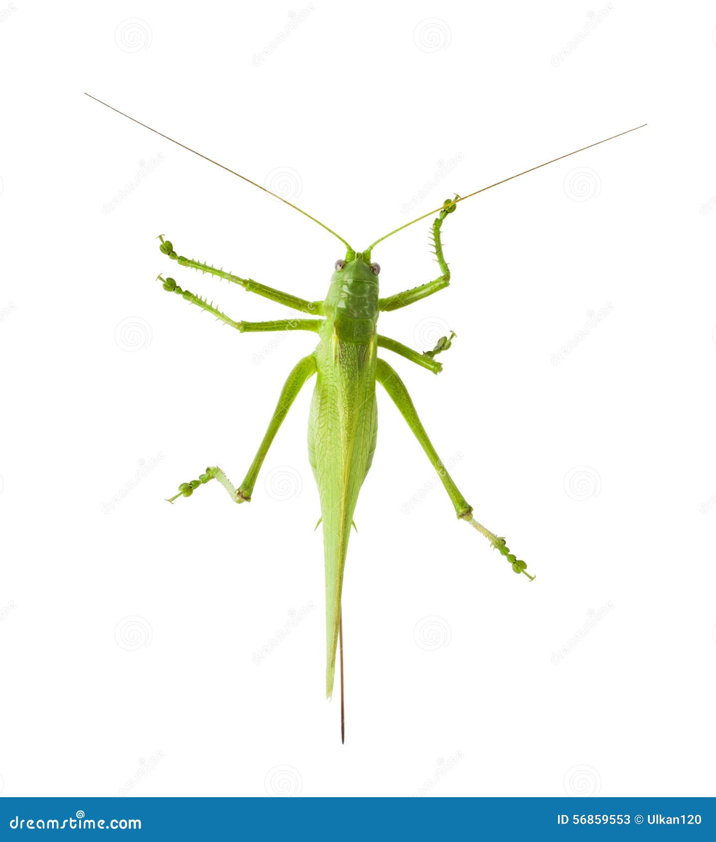 Locust Isolated on White Background Stock Image - Image of grasshopper ...