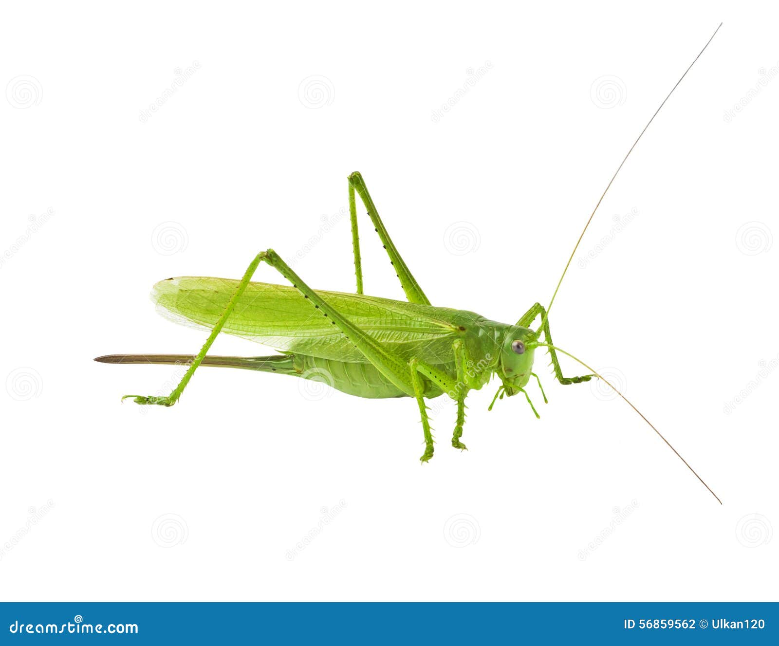 Locust Isolated on White Background Stock Photo - Image of antenna ...