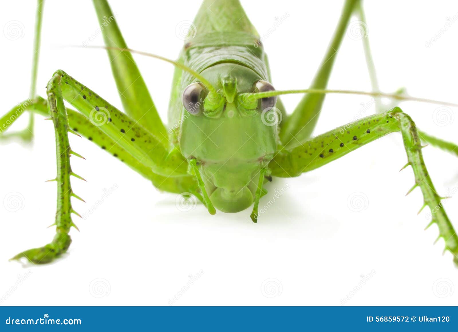 Locust Isolated on White Background Stock Photo - Image of pest, color ...