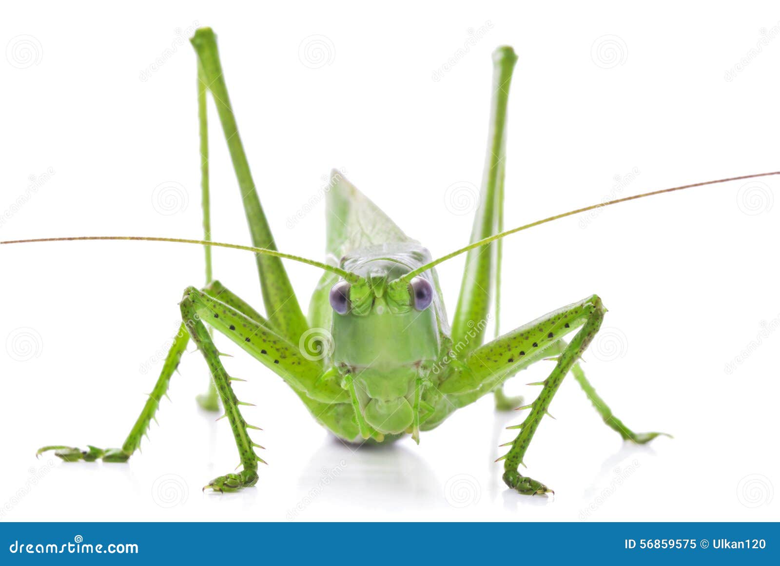 Locust Isolated on White Background Stock Image - Image of white ...