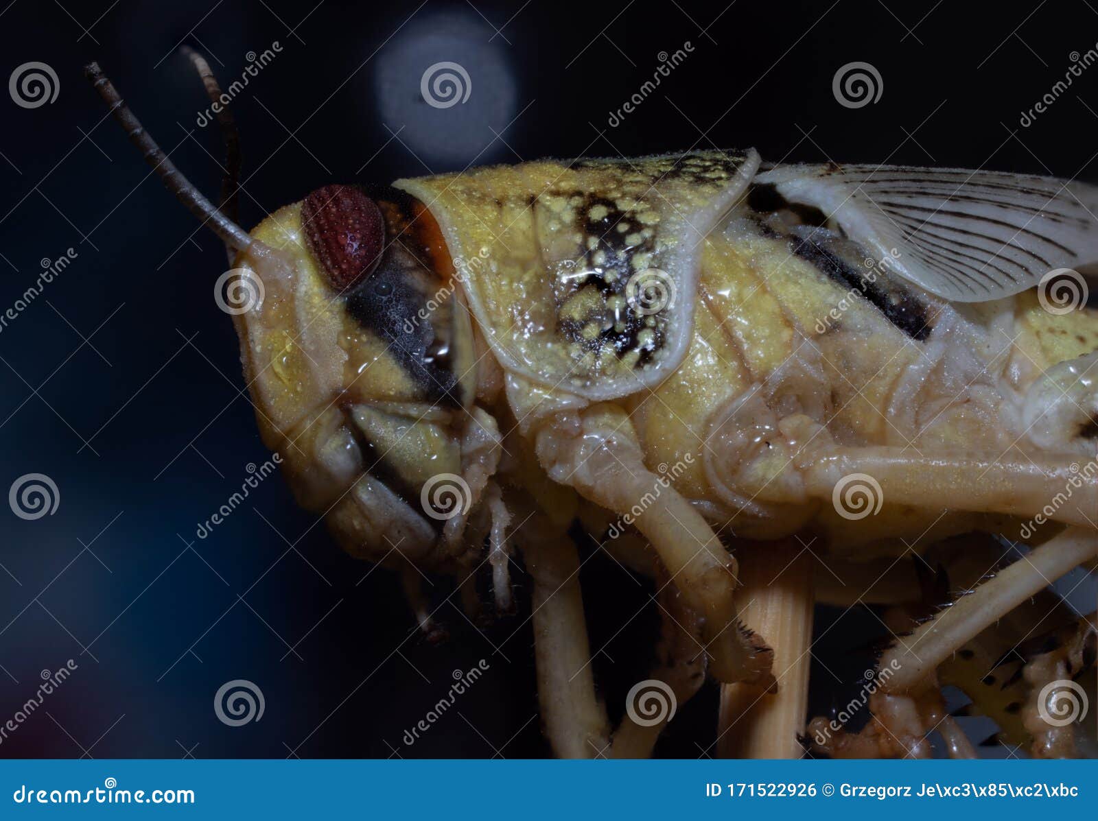 Locust on White Background. Side View Stock Photo - Image of drawing ...