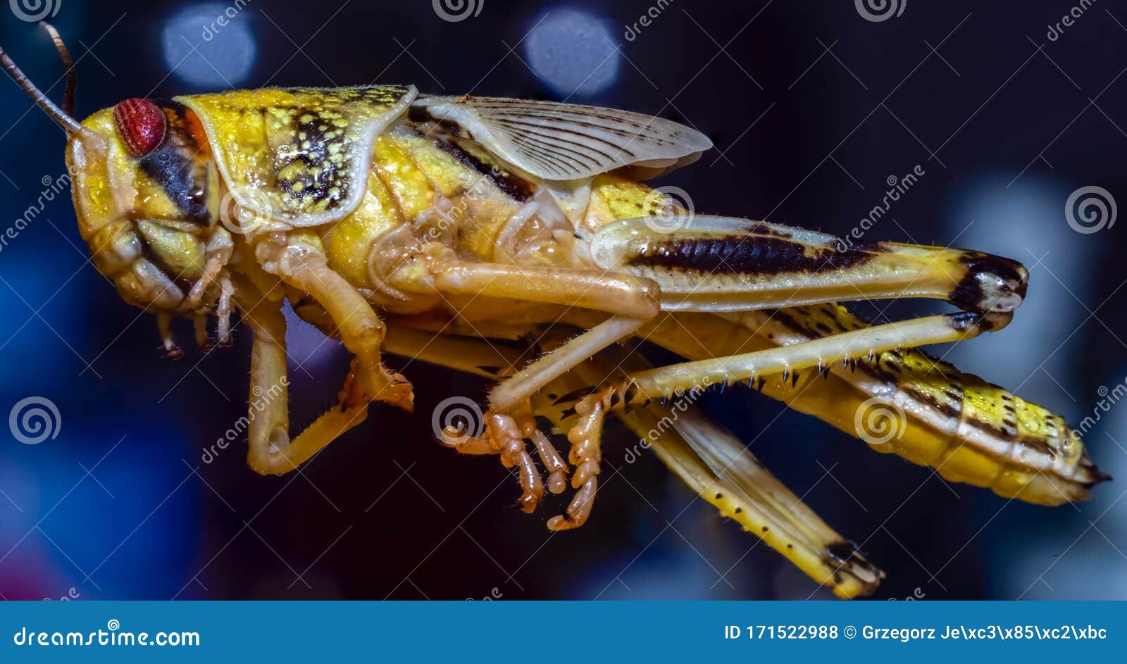 Locust on White Background. Side View Stock Photo - Image of jumping ...