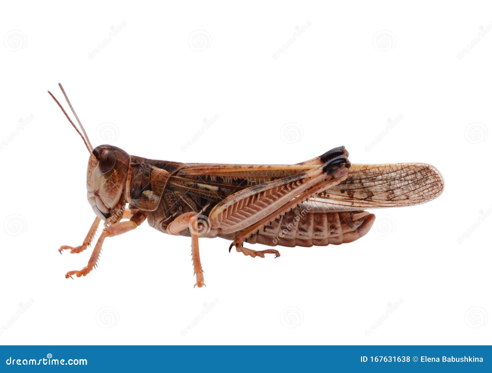 Locust Isolated on White Background Stock Photo - Image of nature ...