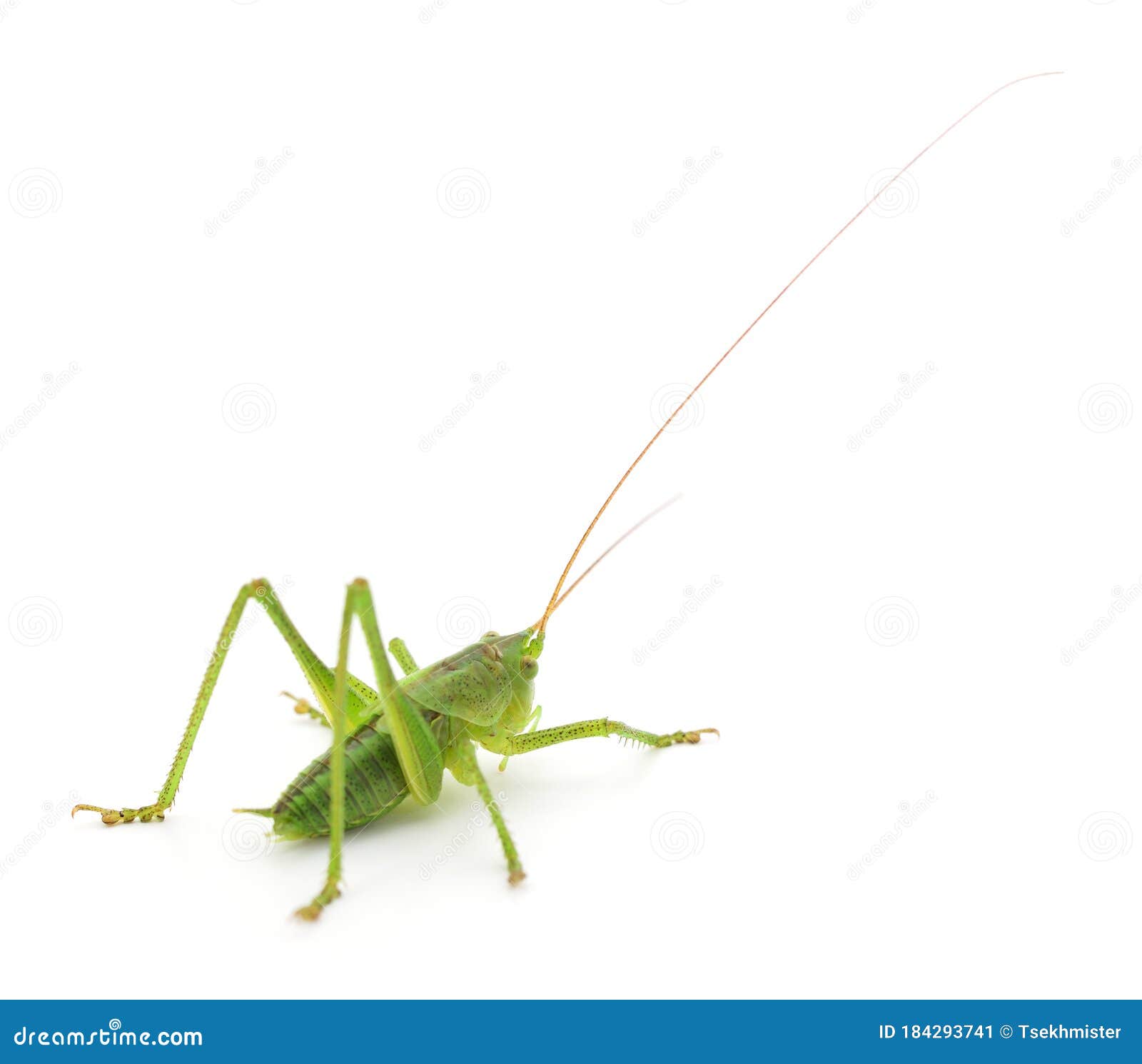 Locust isolated on white stock image. Image of nature - 184293741