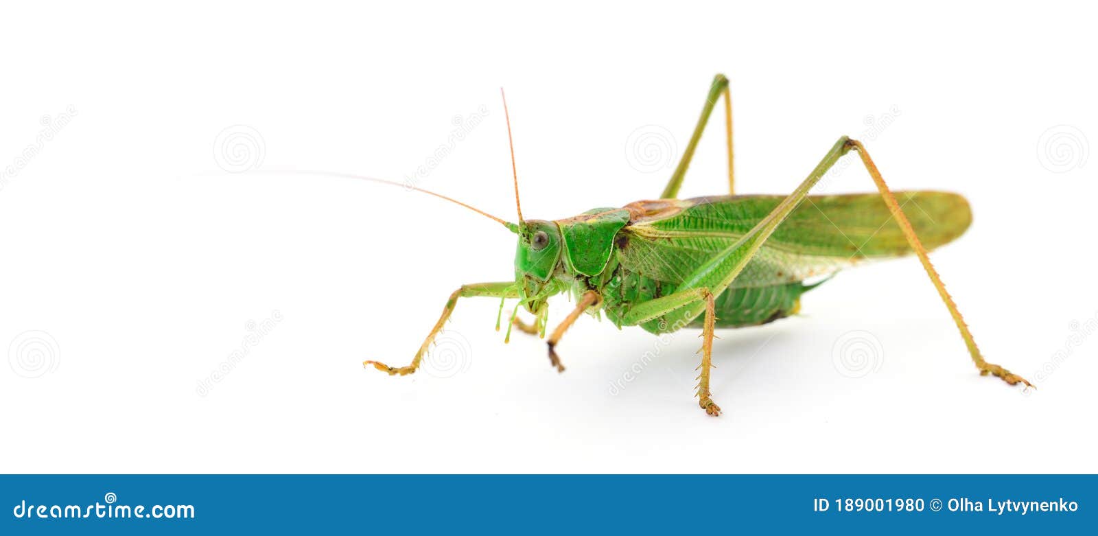 Locust isolated on white stock photo. Image of wild - 189001980