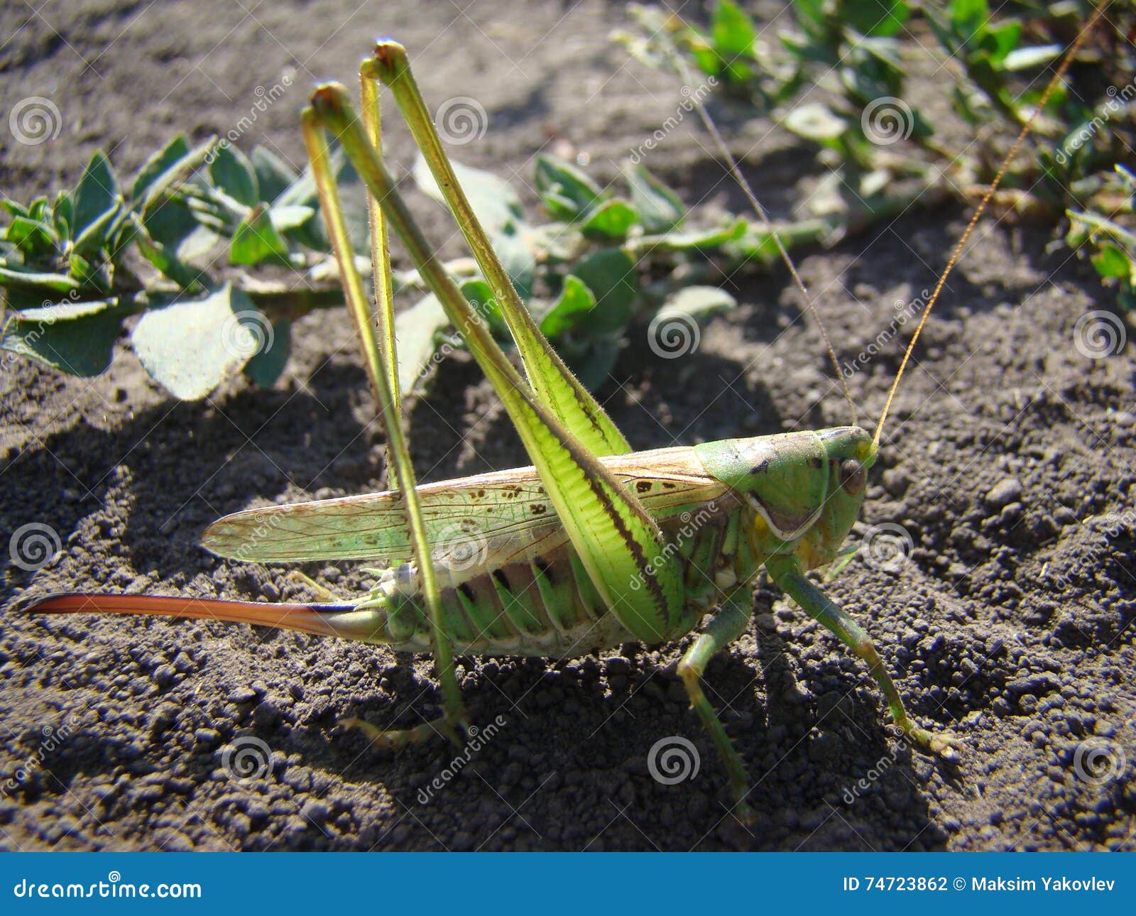 Locust stock photo. Image of grasshopper, locust, agriculture - 74723862