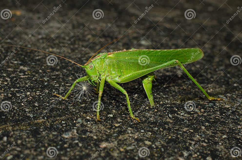 Locust laying eggs stock image. Image of closeup, pest - 33552533