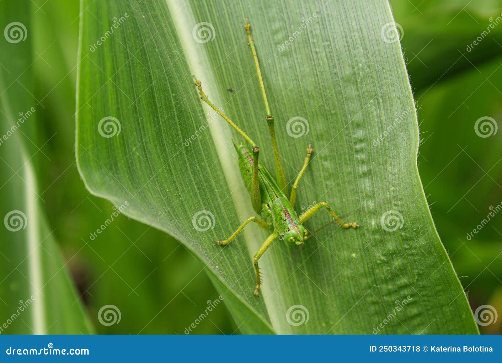 Locust on a Leaf of Corn. Garden Pest Stock Photo - Image of yellow ...