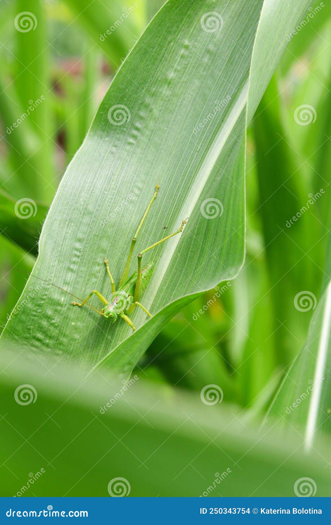Locust on a Leaf of Corn. Garden Pest Stock Photo - Image of arthropod ...