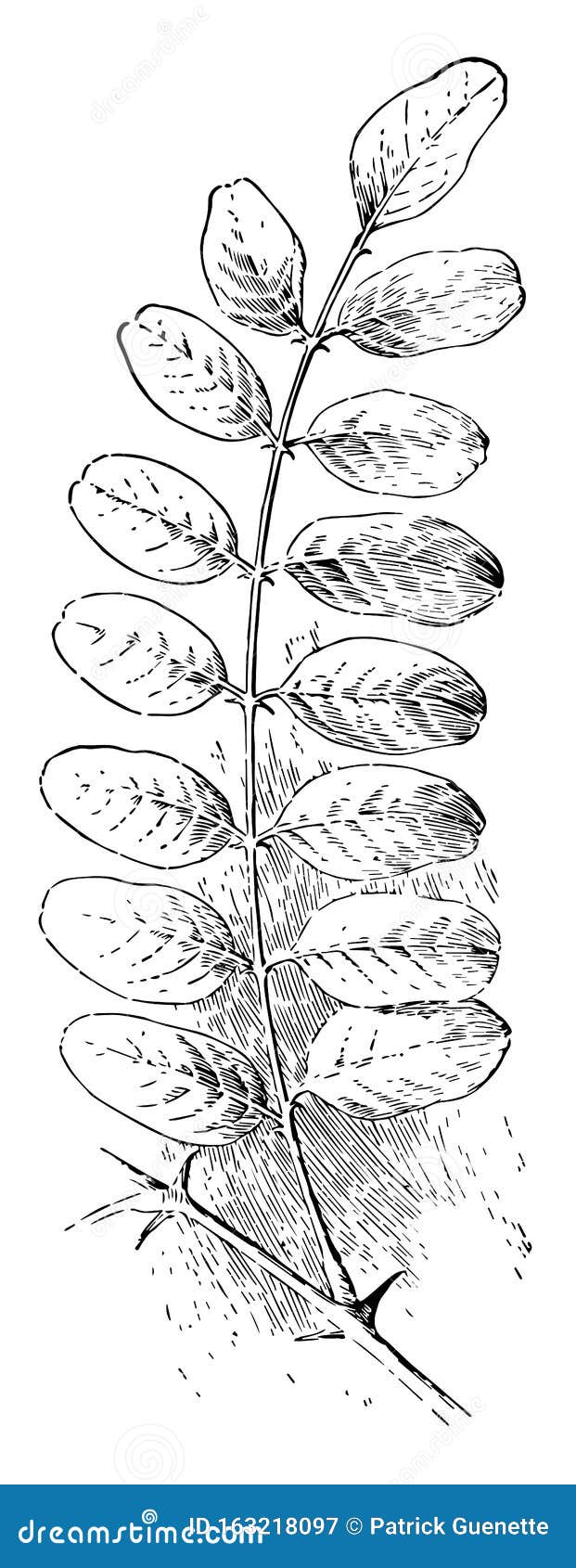 Locust Leaf Vintage Illustration Stock Vector - Illustration of tree ...