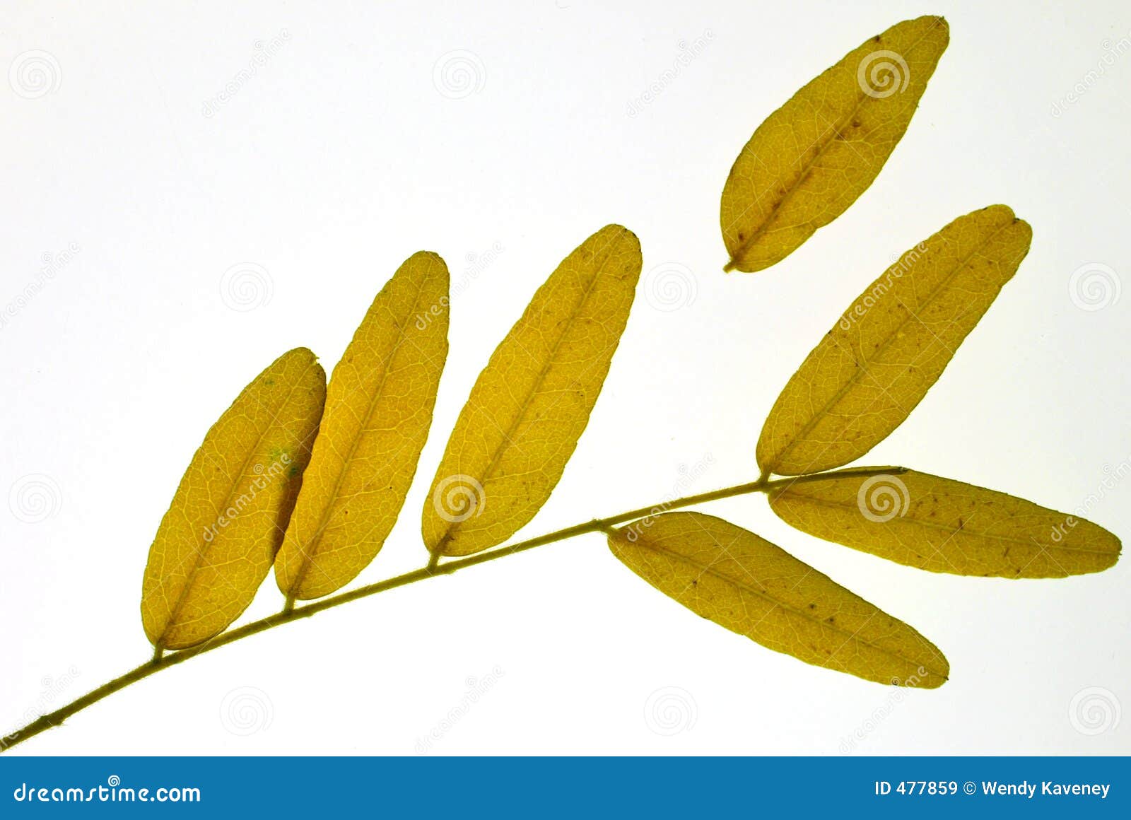Locust Leaves stock image. Image of transparent, locust - 477859