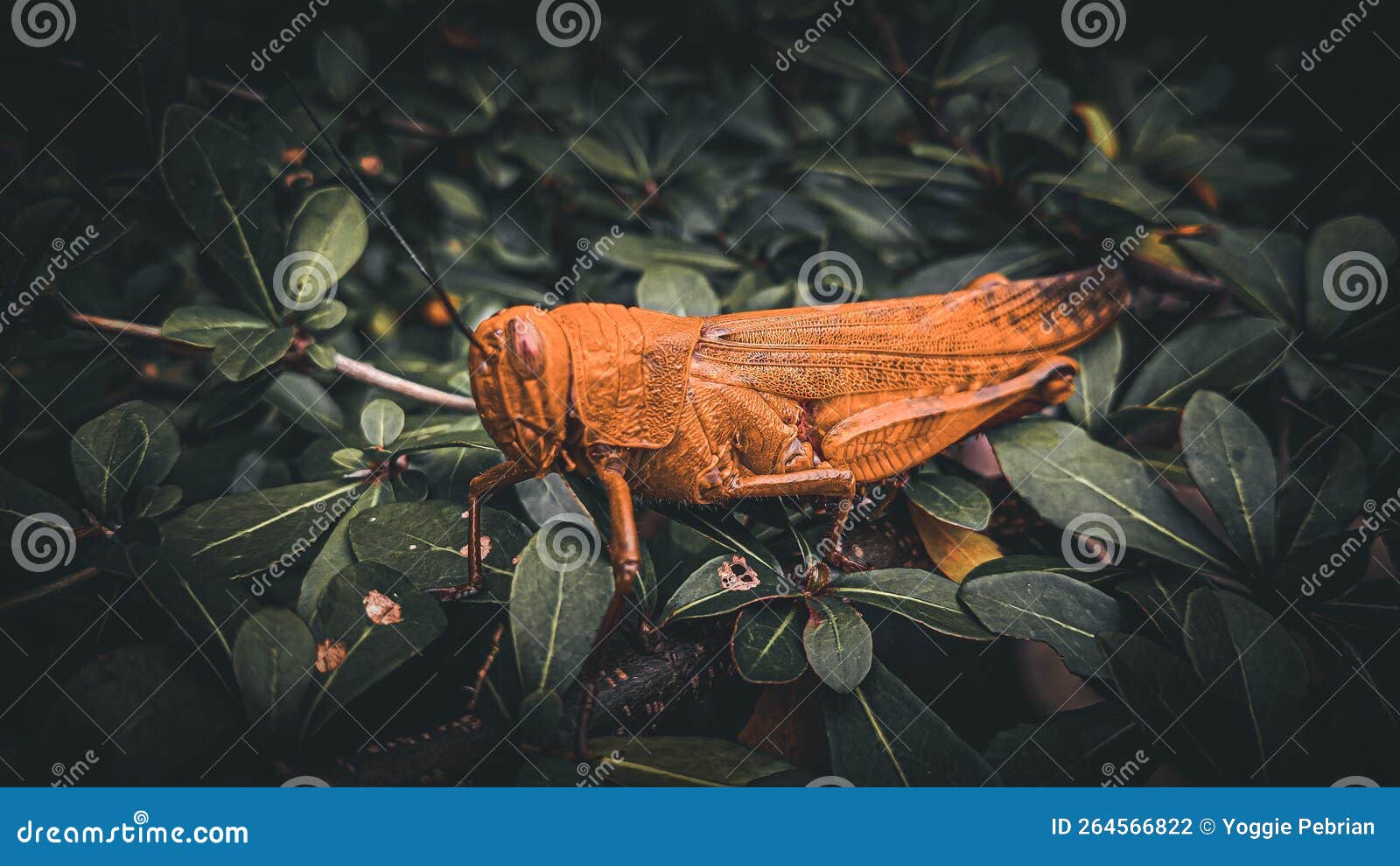 Locust on the leaves stock photo. Image of yellow, locusts - 264566822
