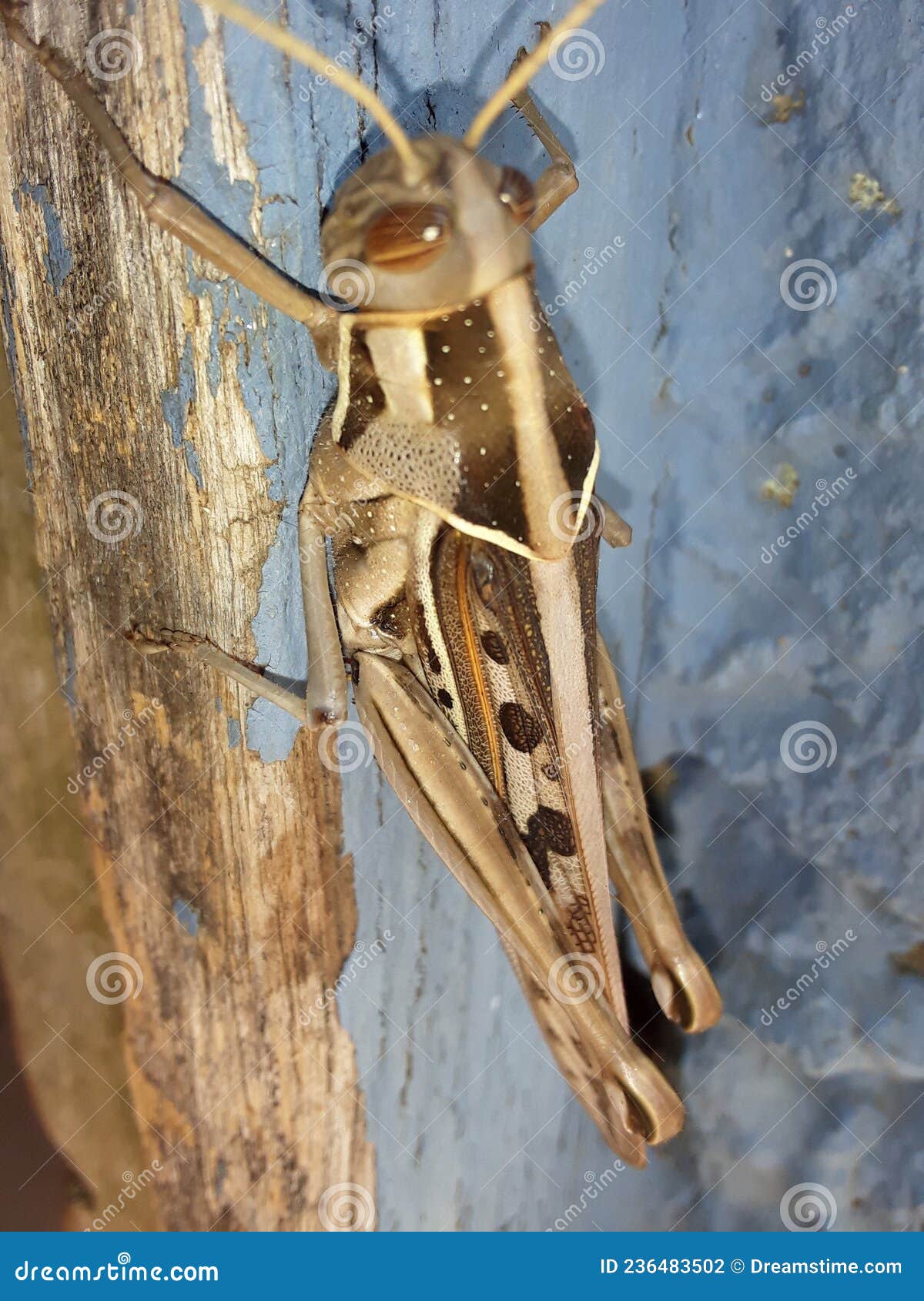 Locust on Light stock photo. Image of reflection, locust - 236483502