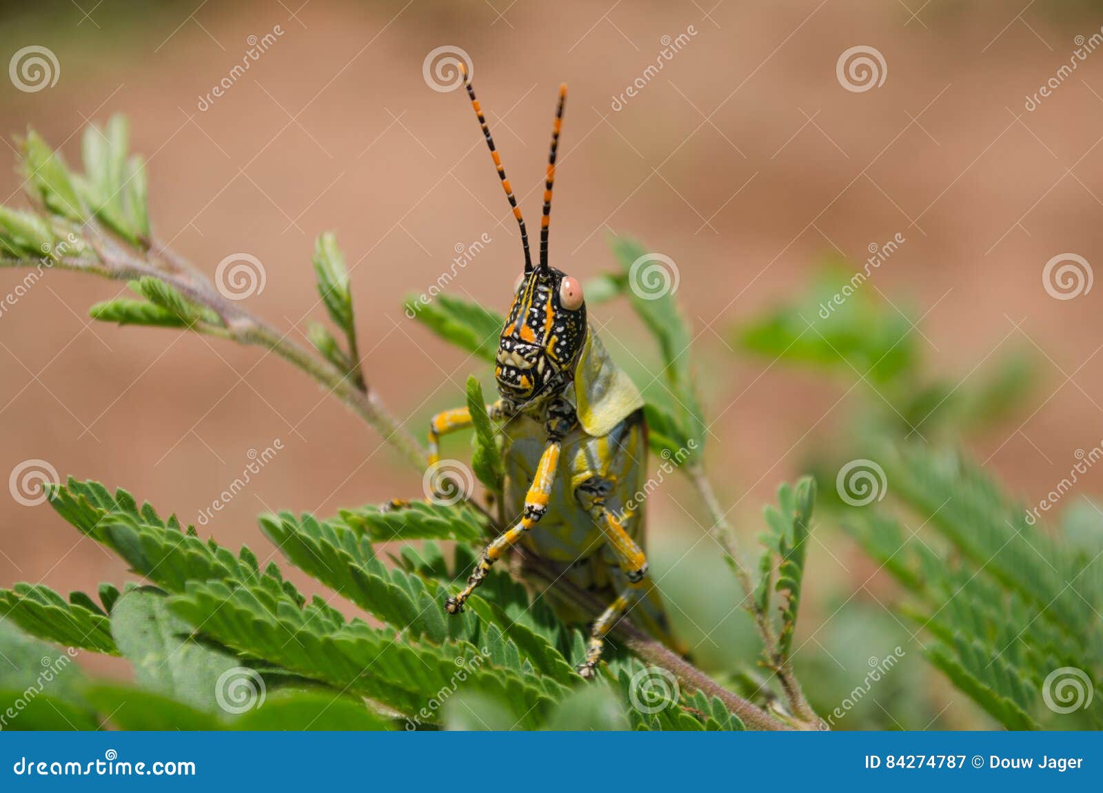 Locust stock image. Image of closeup, macro, flying, grasshopper - 84274787