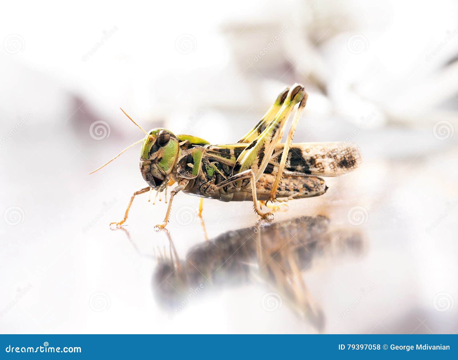 Locust macro portrait stock photo. Image of summer, locust - 79397058