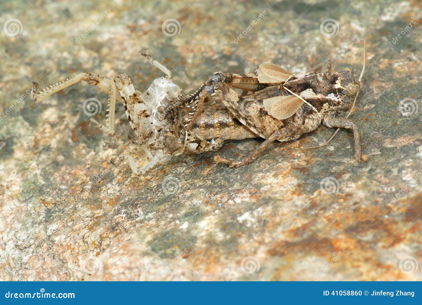 Locust molting stock photo. Image of natural, close, moult - 41058860