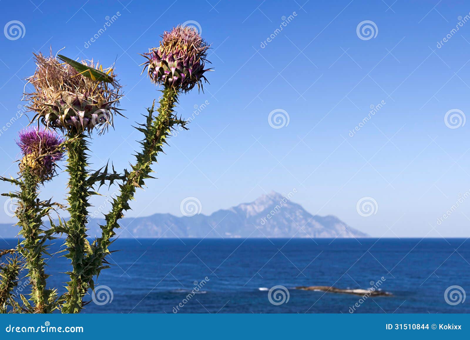 Locust on a nettle stock photo. Image of greek, oros - 31510844