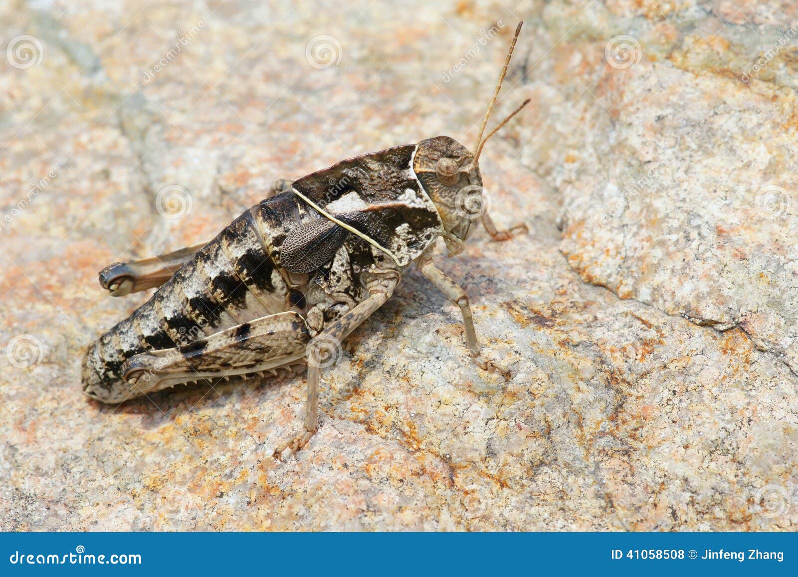 Locust nymph stock photo. Image of nature, macro, wild - 41058508