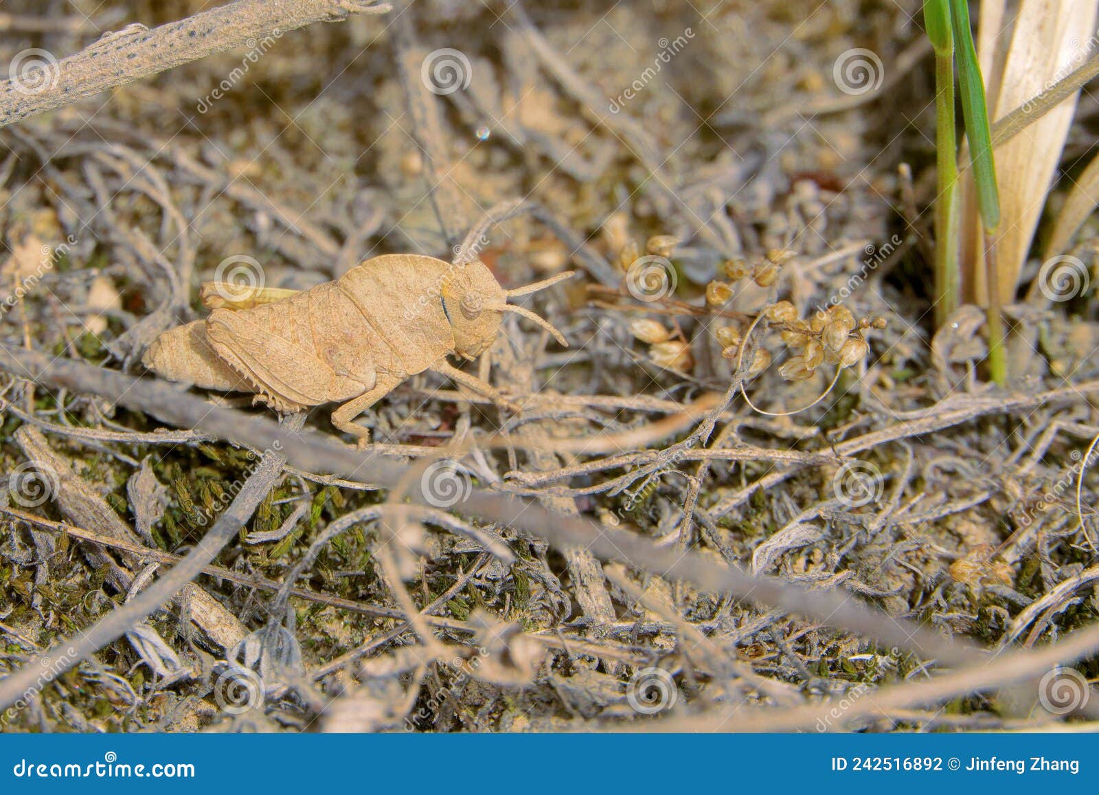 Locust nymph stock photo. Image of wild, insects, nature - 242516892