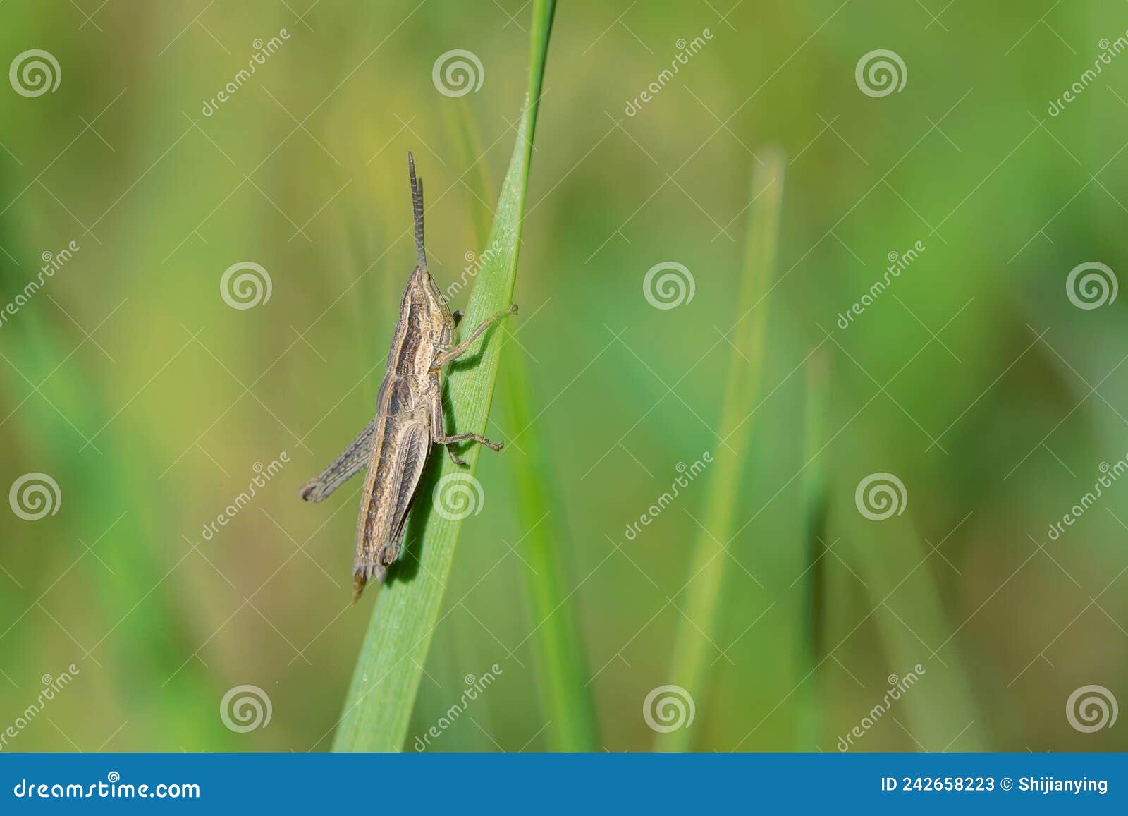 Locust nymph stock image. Image of hopper, leaf, grass - 242658223