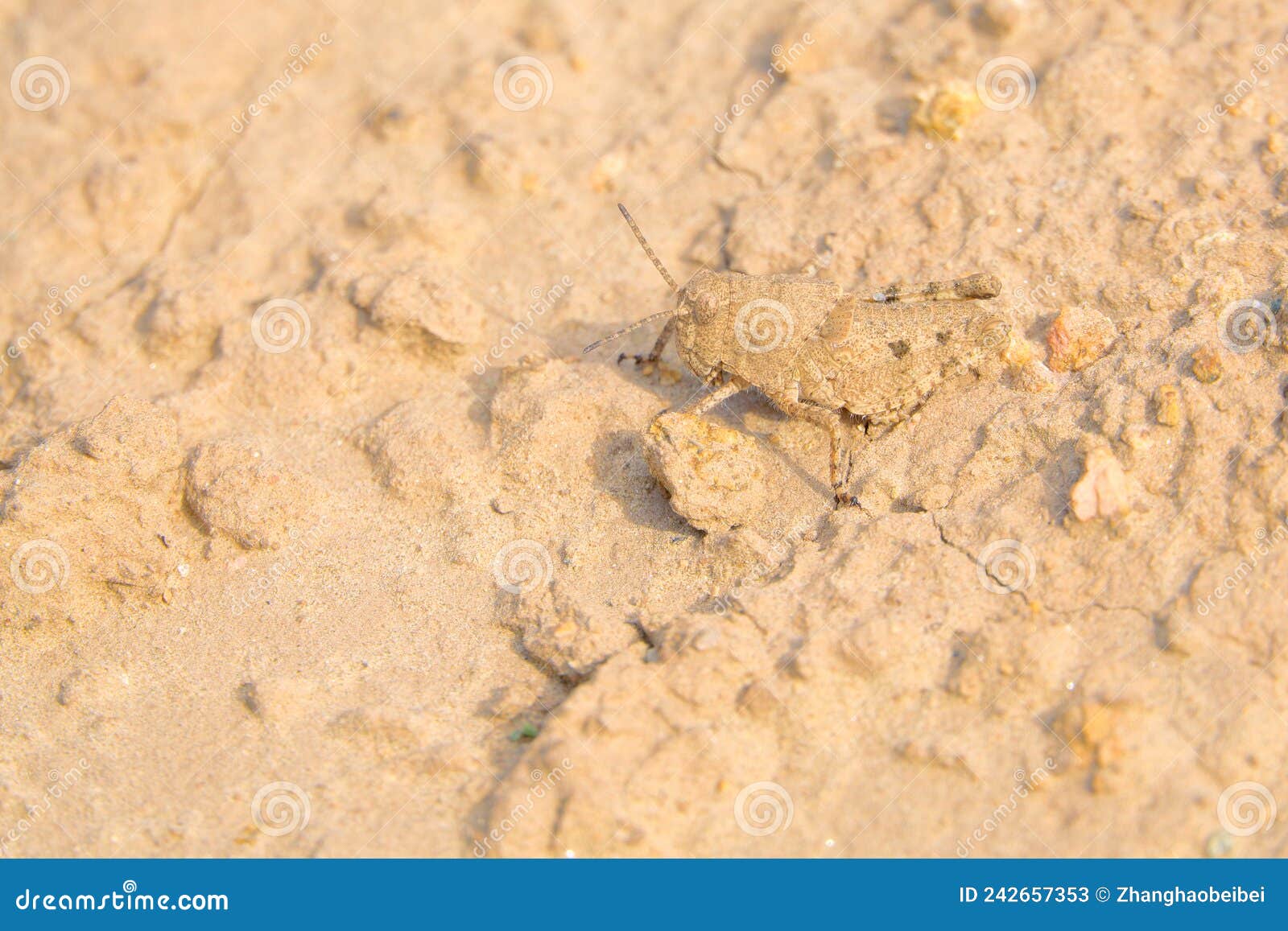 Locust nymph stock image. Image of close, bugs, locusts - 242657353