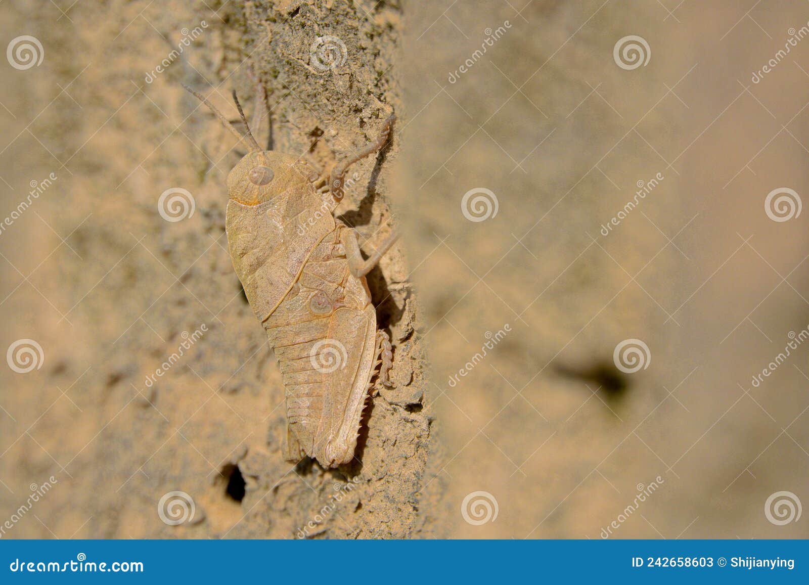 Locust nymph stock image. Image of natural, wildlife - 242658603