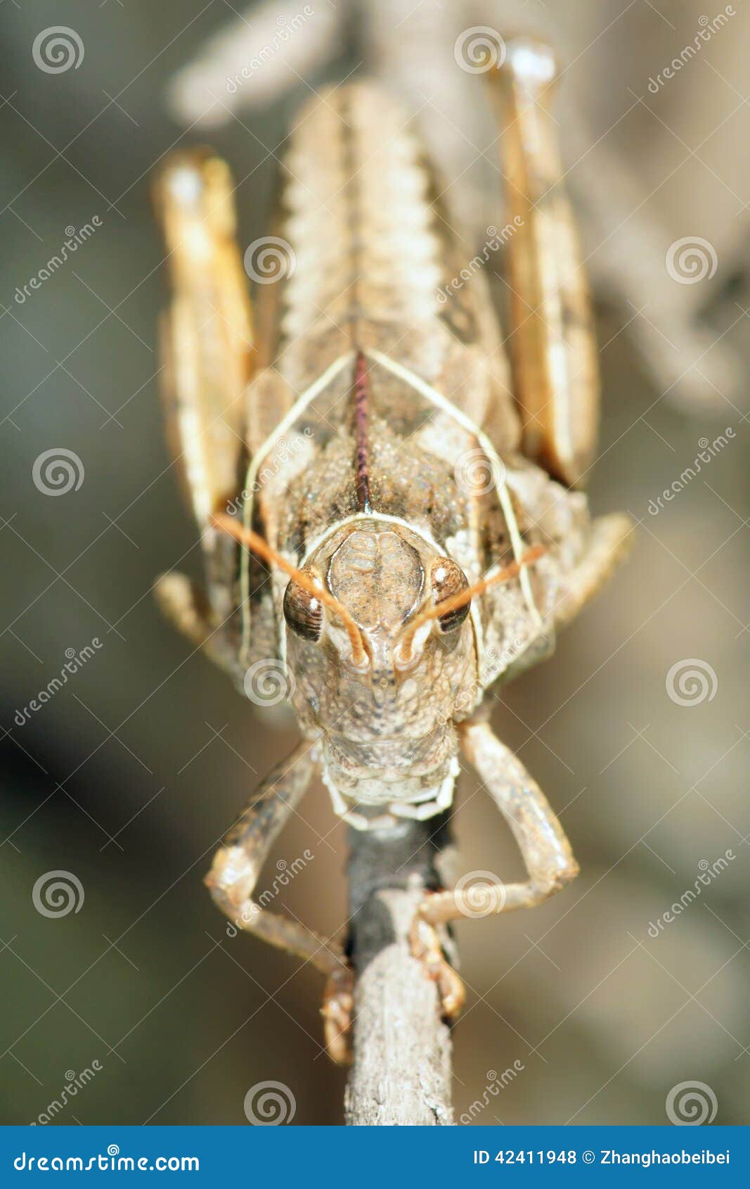 Locust nymph stock photo. Image of animal, locusts, nature - 42411948