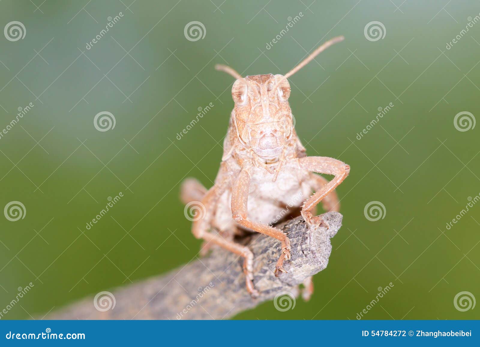 Locust nymph stock photo. Image of locust, locusts, natural - 54784272