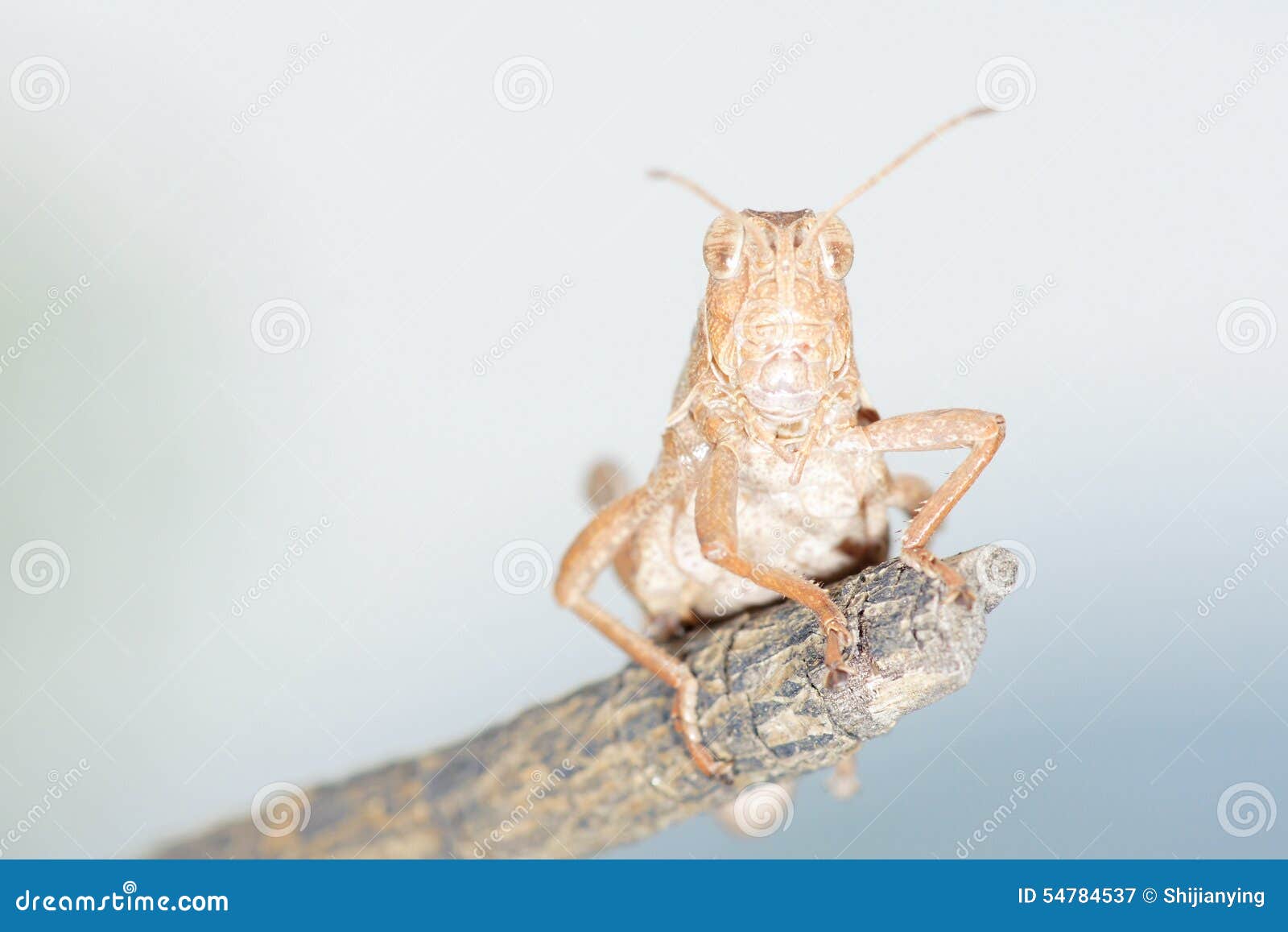 Locust nymph stock image. Image of grass, front, nymph - 54784537