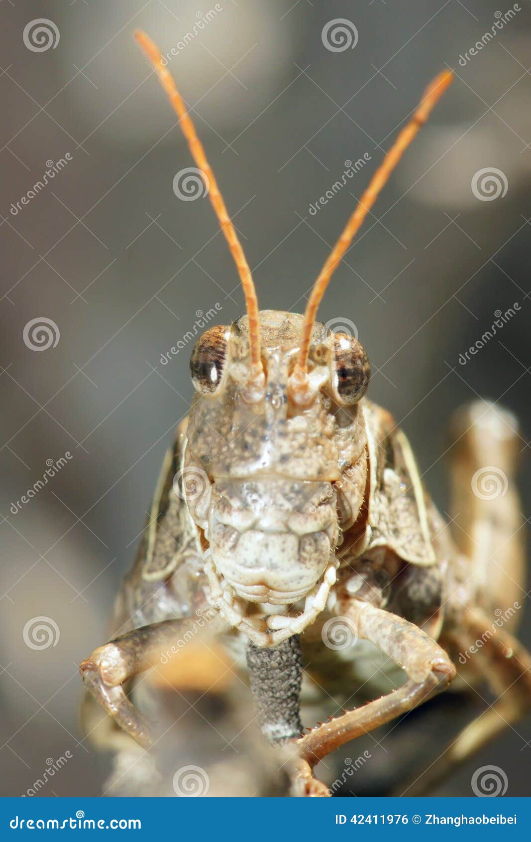 Locust nymph stock photo. Image of bugs, macro, insects - 42411976