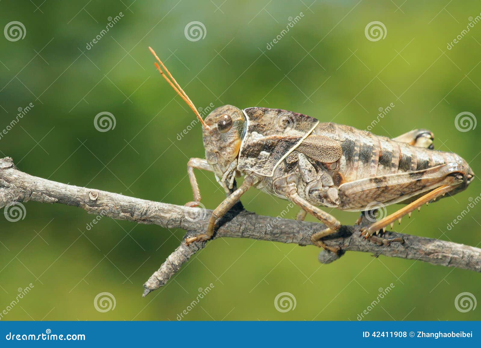 Locust nymph stock photo. Image of closeup, close, insect - 42411908