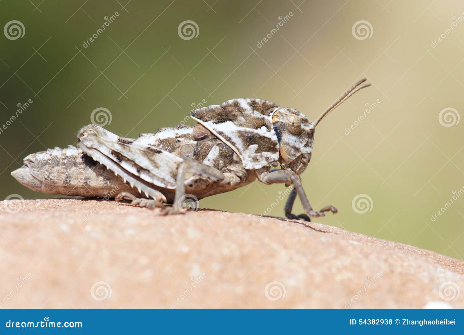 Locust nymph stock photo. Image of insects, macro, animals - 54382938