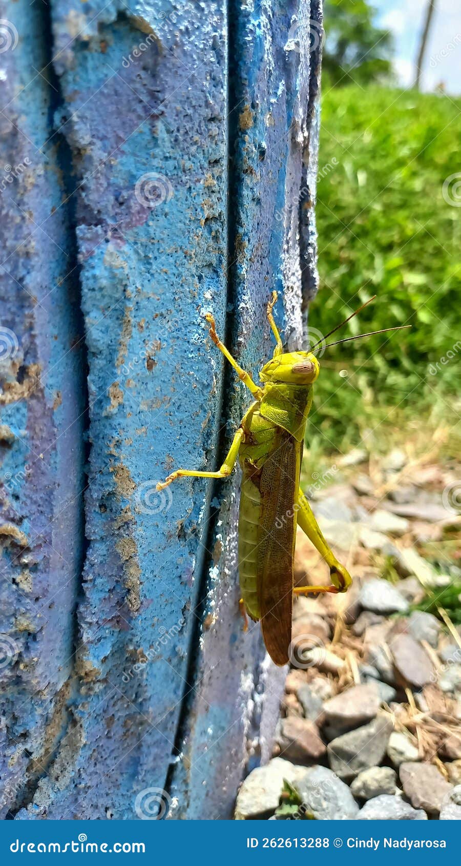 A locust perched on a rock stock photo. Image of rock - 262613288
