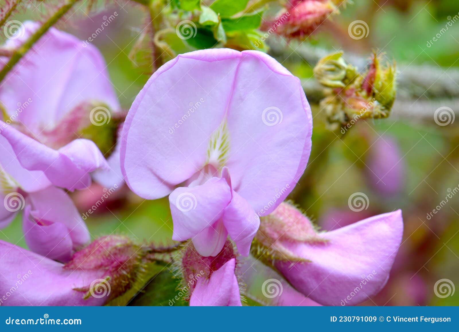 Locust Pink Blossom 02 stock image. Image of locust - 230791009