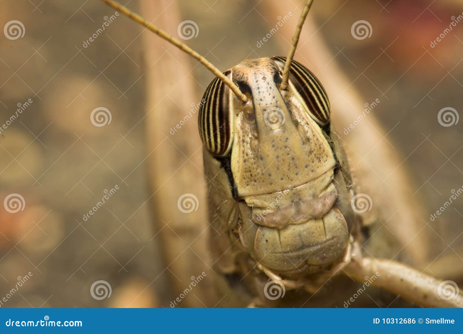 Locust portrait stock photo. Image of arthropod, macro - 10312686