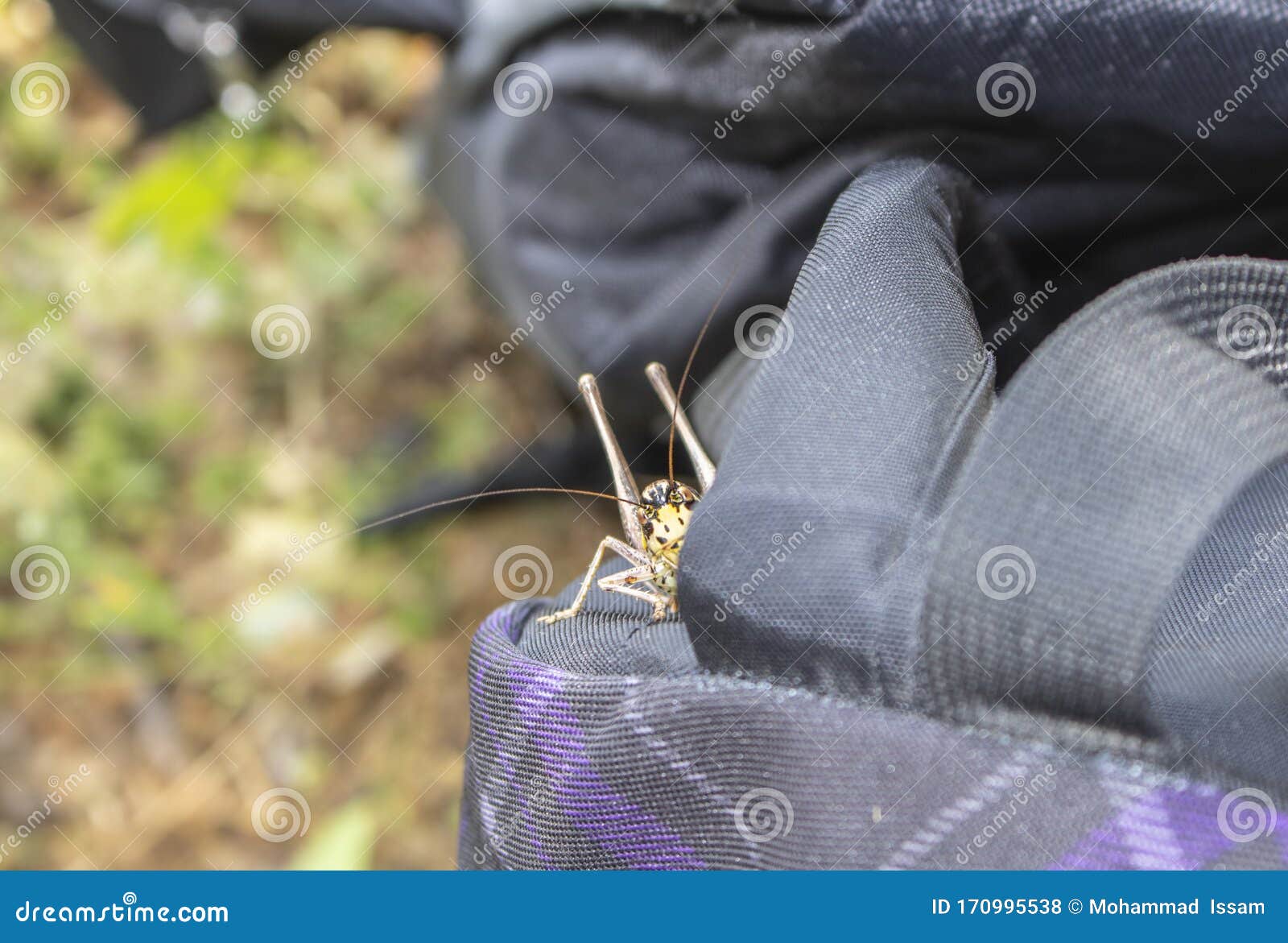 Locust seem to be angry stock photo. Image of antennae - 170995538