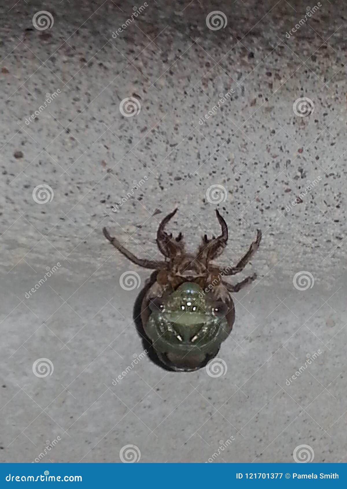 Locust stock image. Image of locust, coming, shell, shedding - 121701377