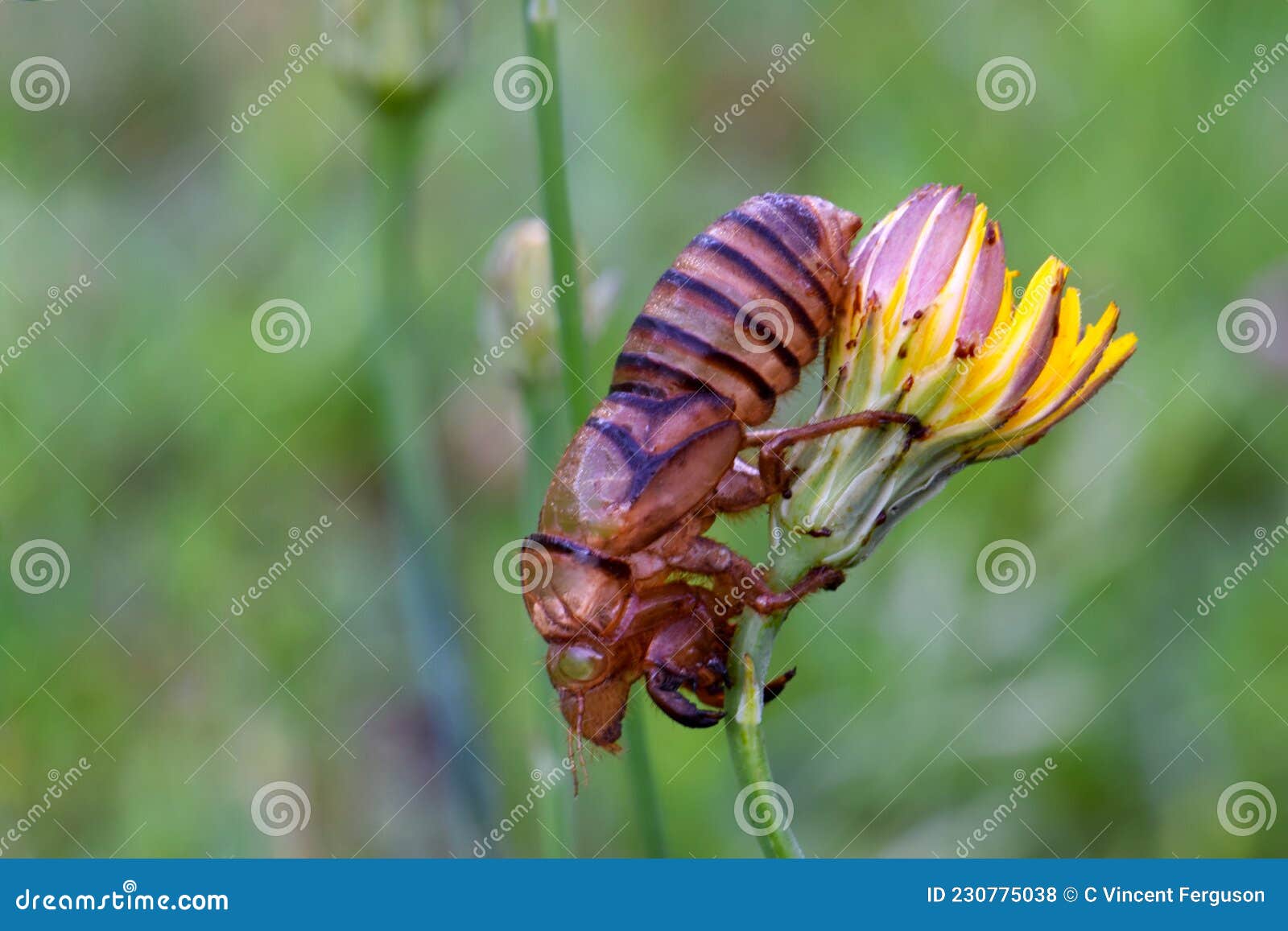 Locust Shell Attached To Dandelion Flower 02 Stock Photo - Image of ...
