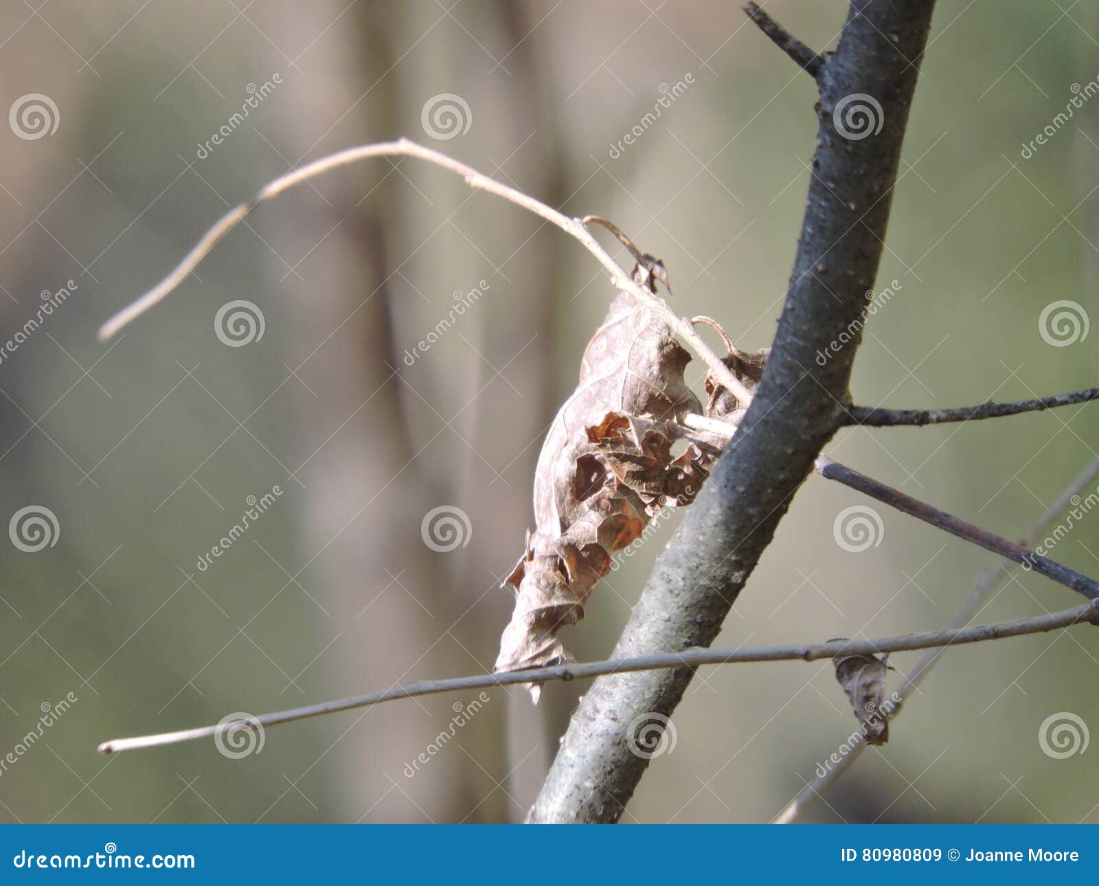 Locust Shell Disguised Leaf Stock Image - Image of disguised, leaf ...