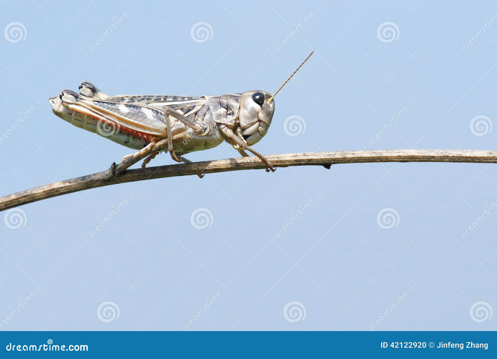 Locust stock photo. Image of natural, animal, macro, side - 42122920