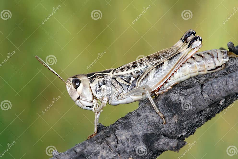 Locust stock photo. Image of life, grasshopper, wild - 41925798