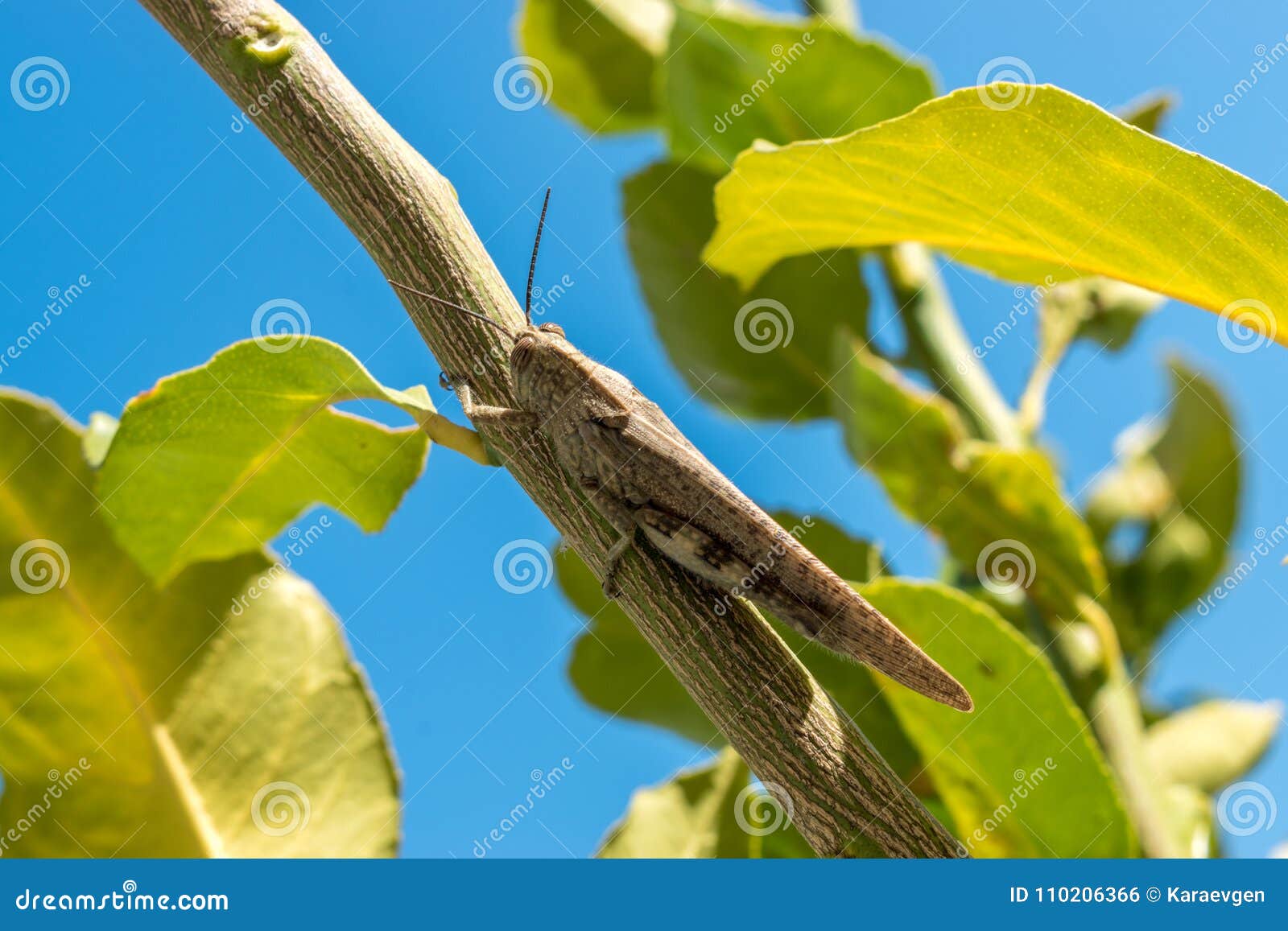 A Locust Sits on a Tree Branch. Stock Photo - Image of insect, humilis ...