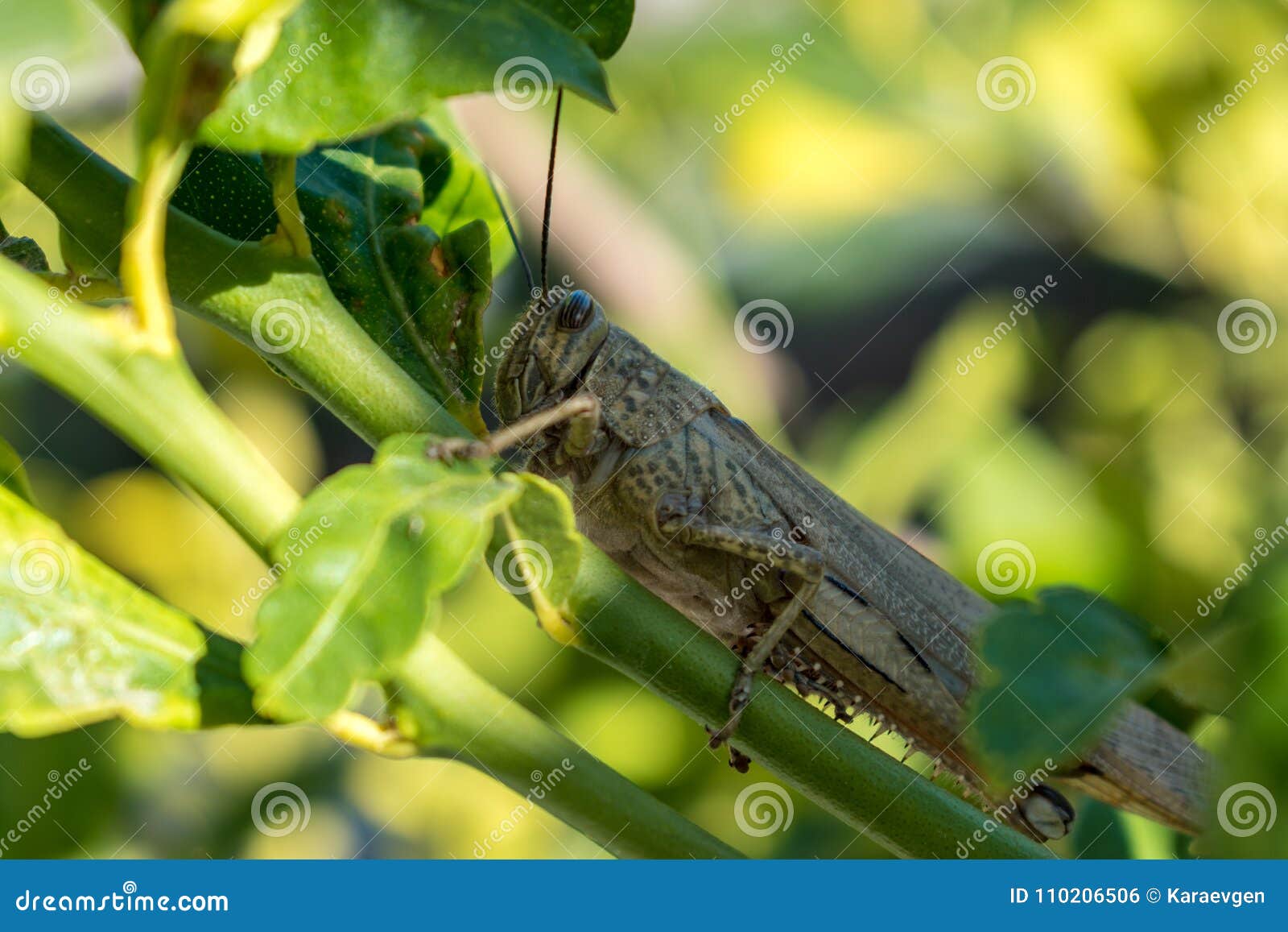 A Locust Sits on a Tree Branch. Stock Photo - Image of nature, brown ...