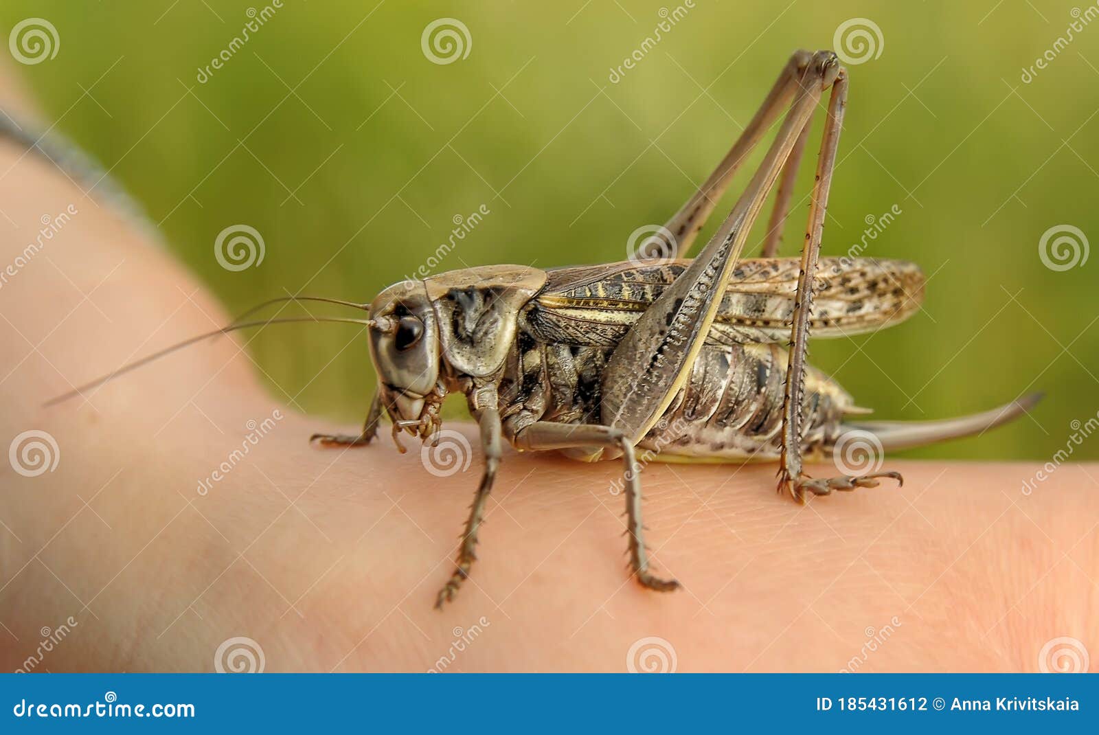 Locust sitting on hand stock photo. Image of growth - 185431612